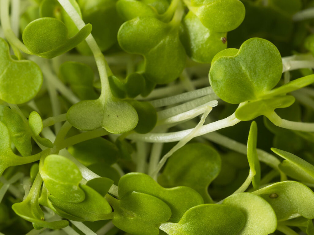 Grown Local X Farm Microgreens Kit - Grown Local