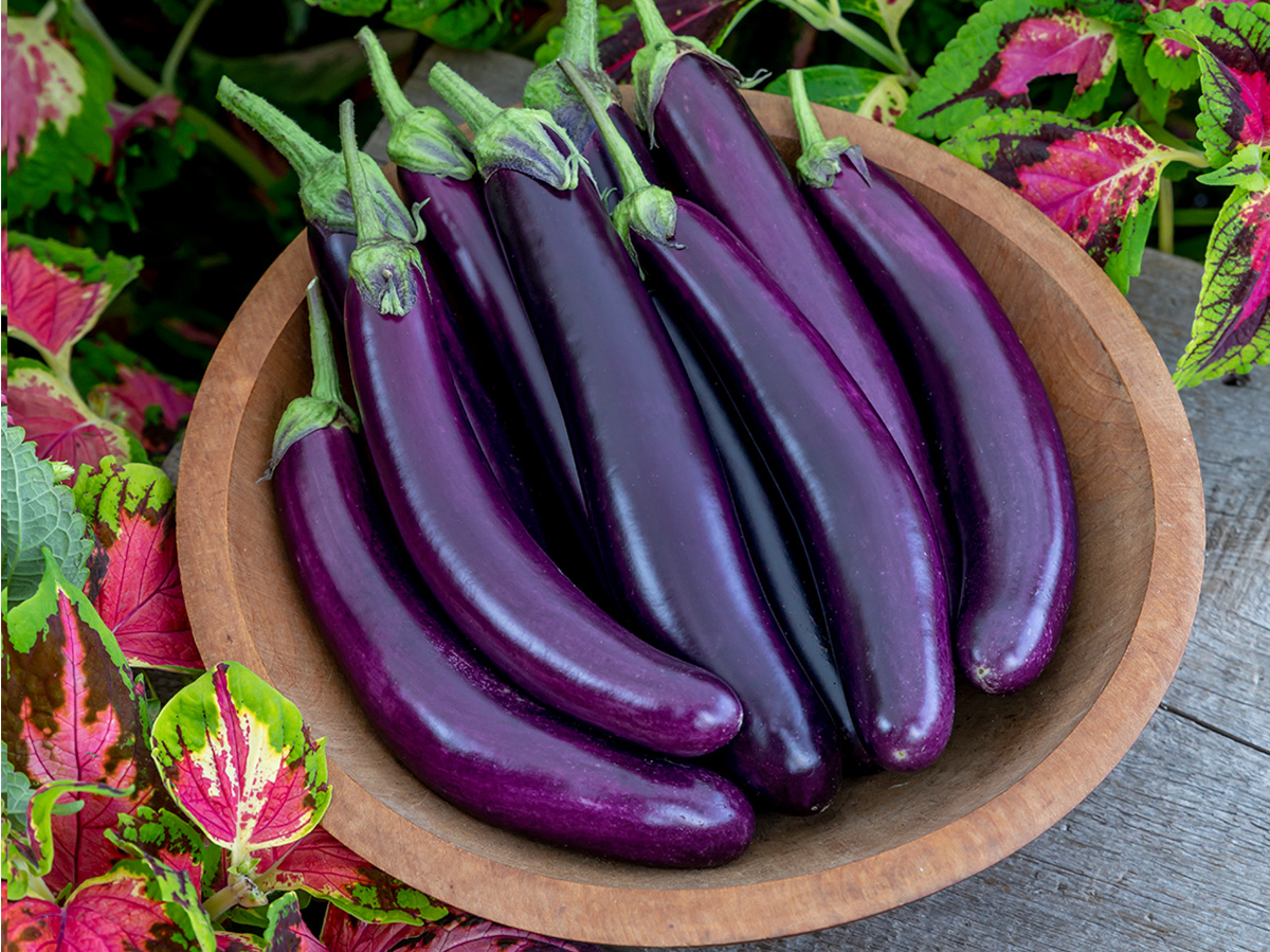Aubergine Purple Knight F1 - Grown Local