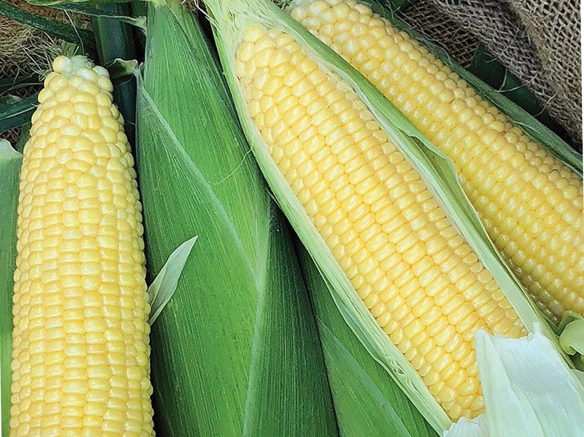 Sweetcorn Incredible F1 - Grown Local