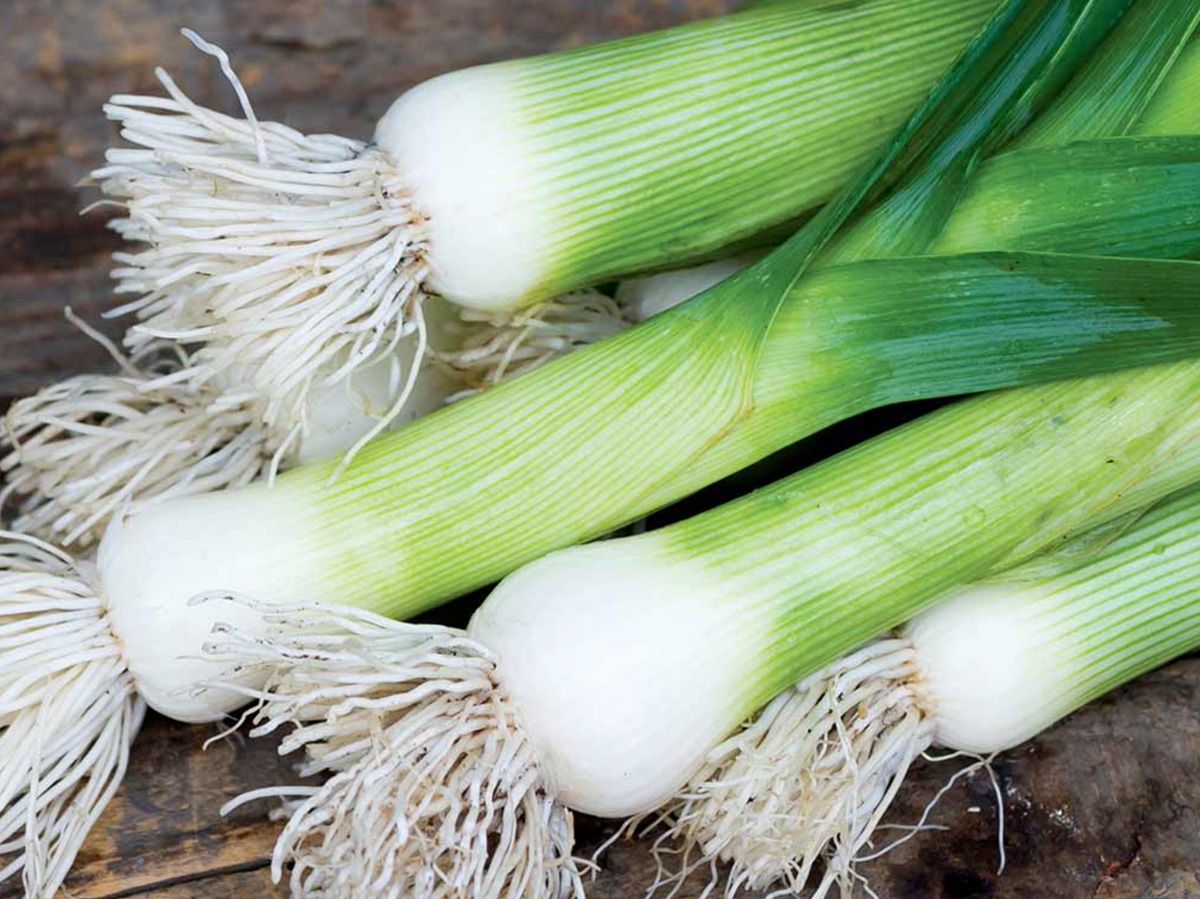 Leek Chefs White - Grown Local