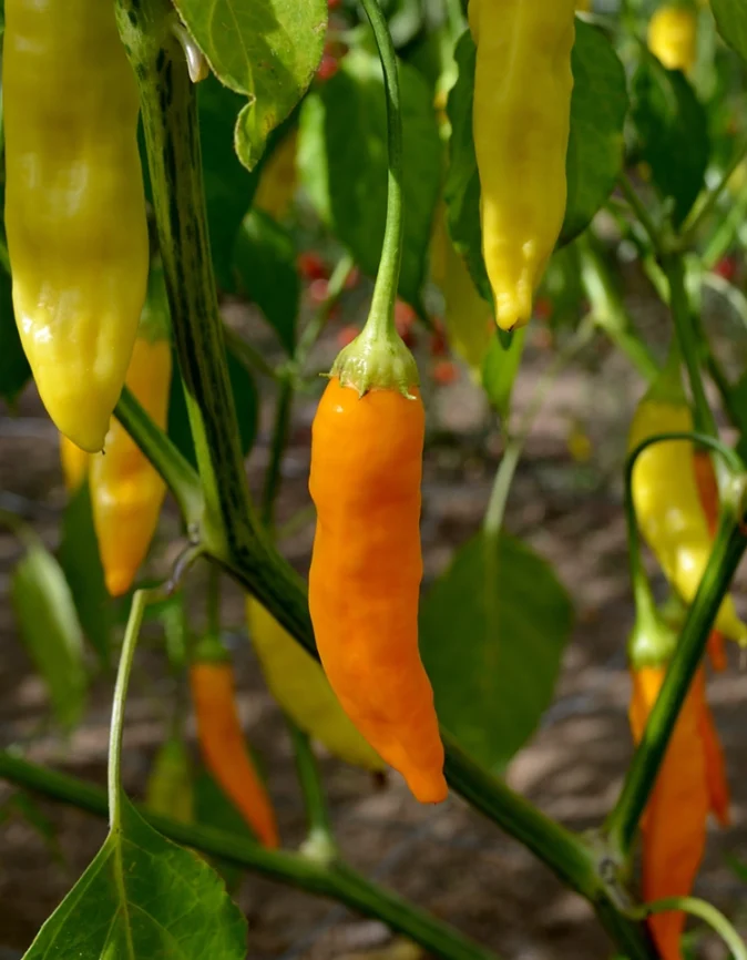 Chilli Seeds UK: Flame Up Your Garden with 15+ Varieties at Grown Local