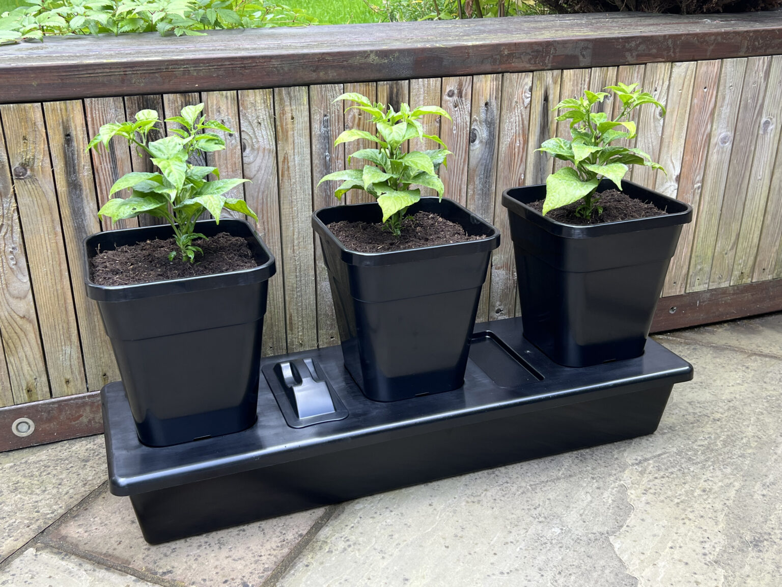 Chilligrow Self Watering Planter - Grown Local