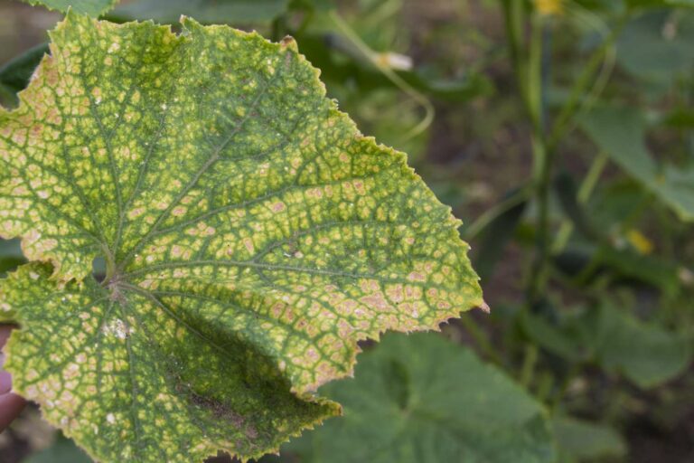 How to Grow Cucumbers Successfully in the UK - Grown Local
