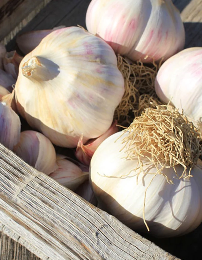 Garlic Seeds - Grown Local