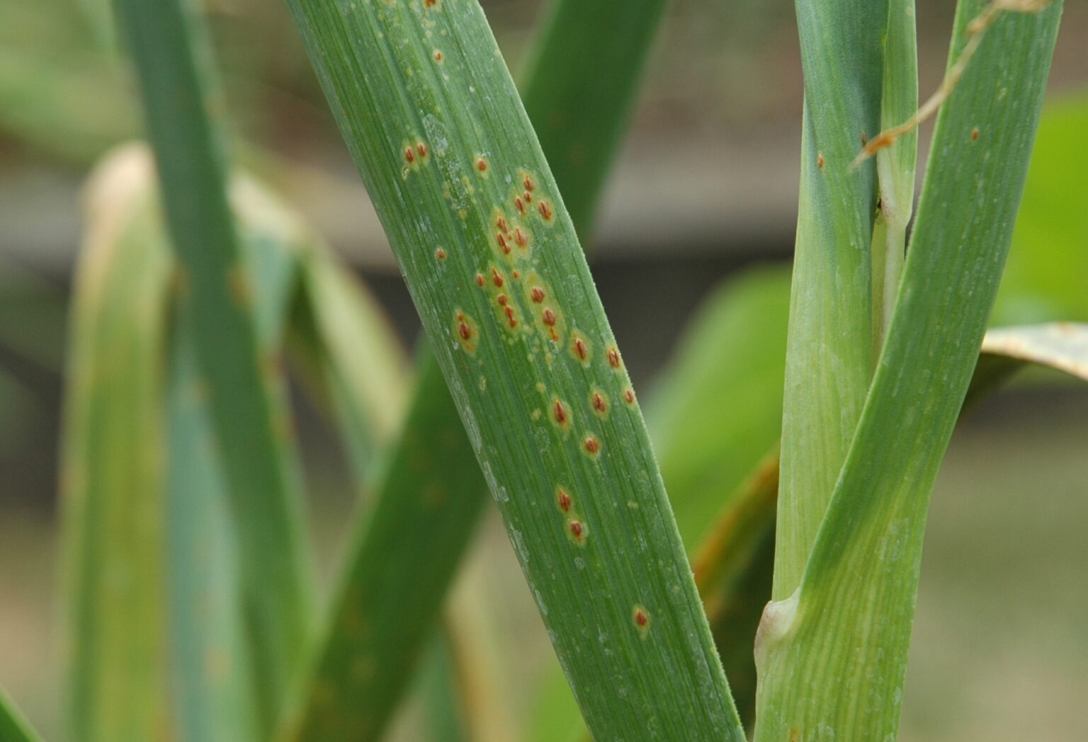 Growing Garlic: A Guide for UK Gardeners - Grown Local