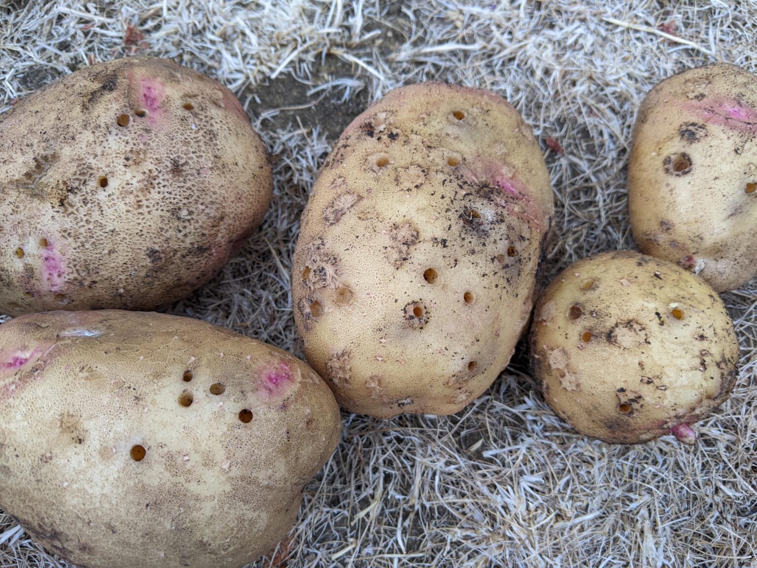 The Complete Guide to Growing Seed Potatoes - Grown Local